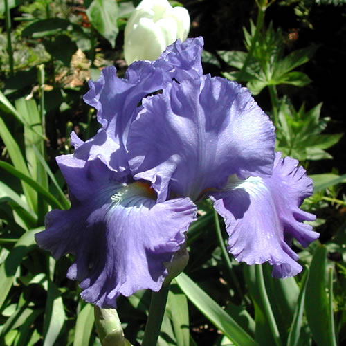 Plant Profile - Iris germanica Blue Jay Way