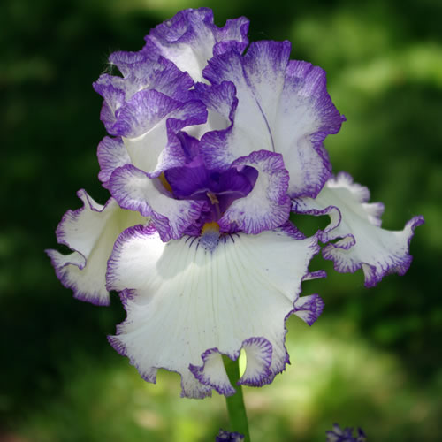 Plant Profile - Iris germanica Freedom Song
